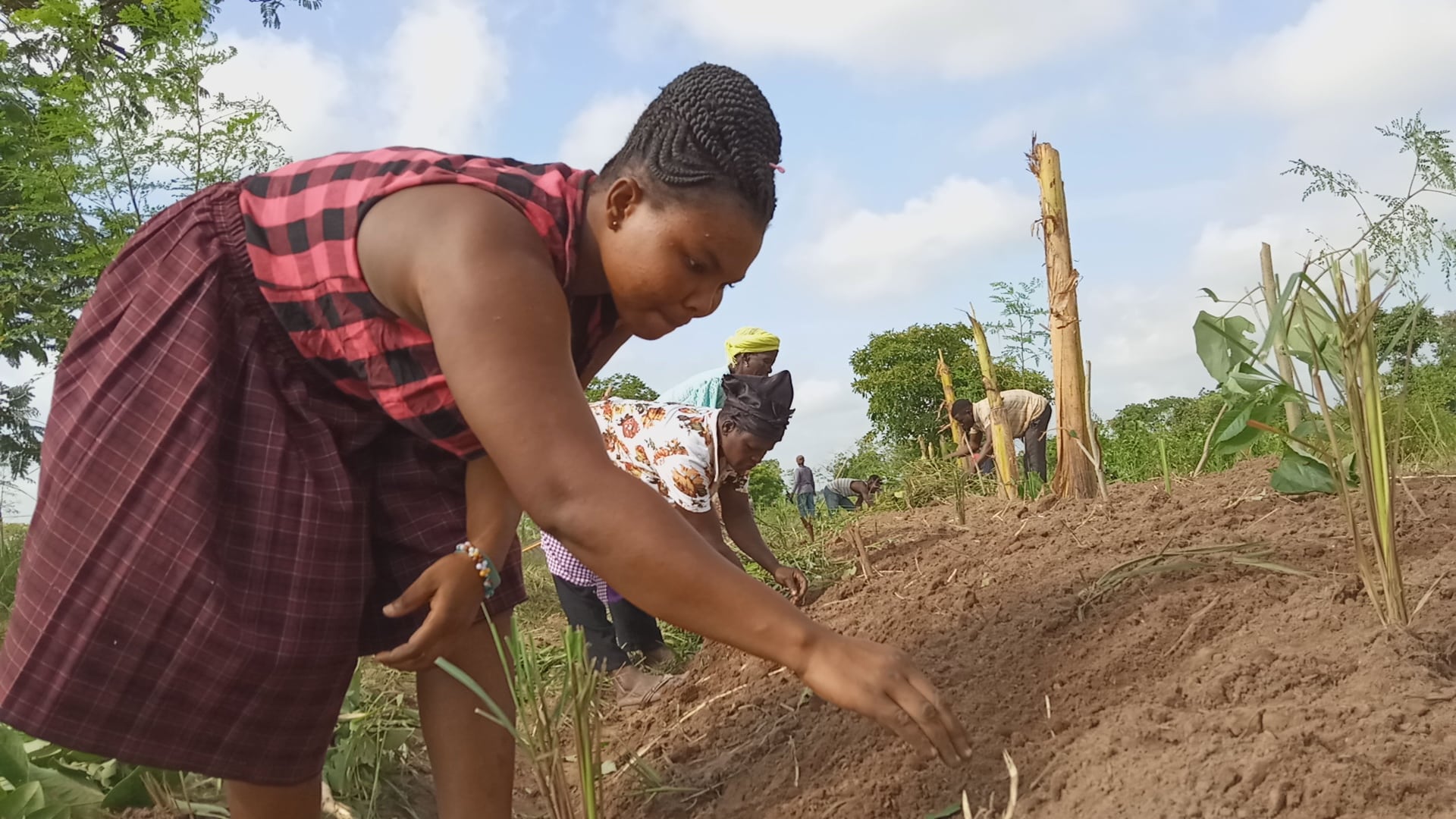 Plant a Tree with IIC for free | IIC Spanish School