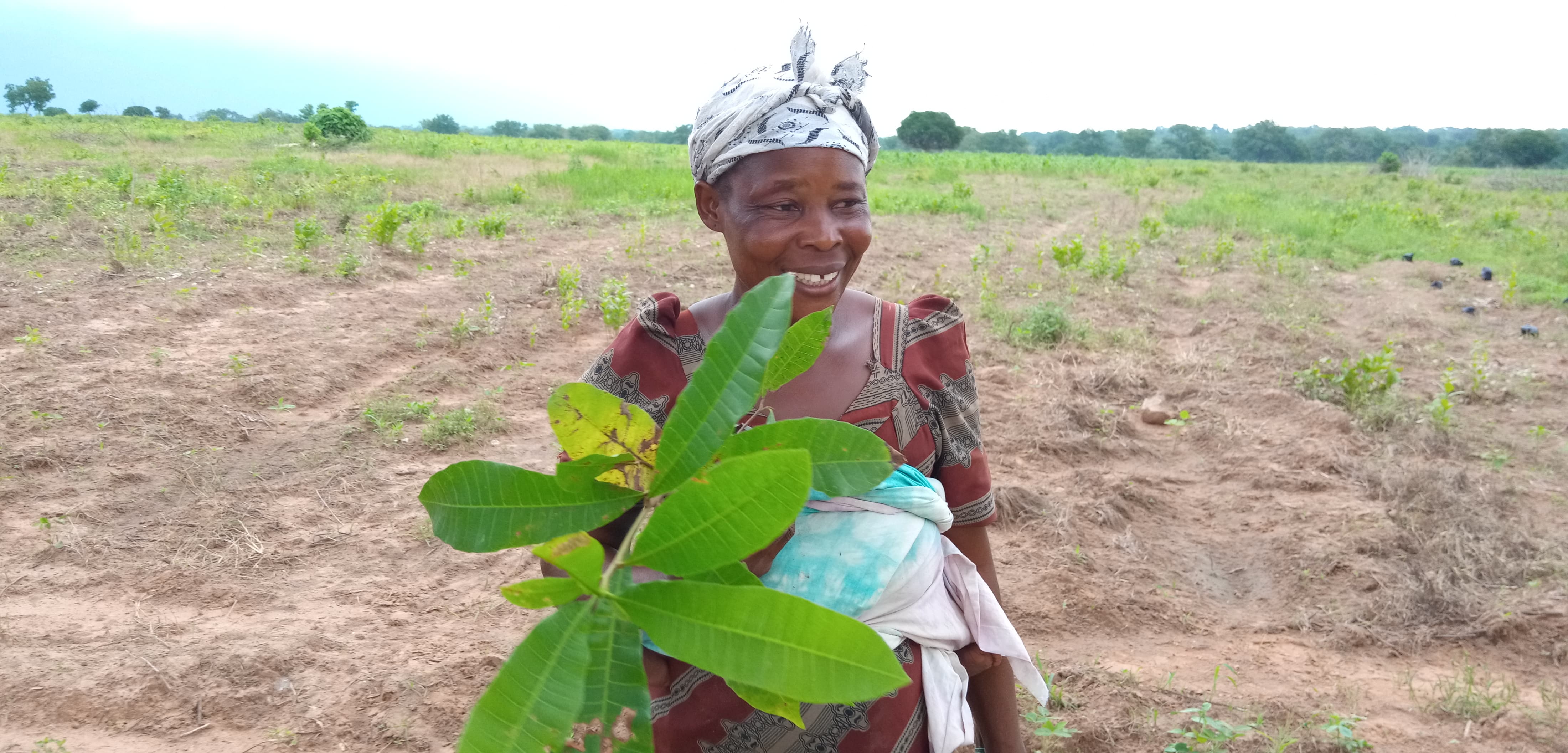 Plant a Tree with IIC for free | IIC Spanish School