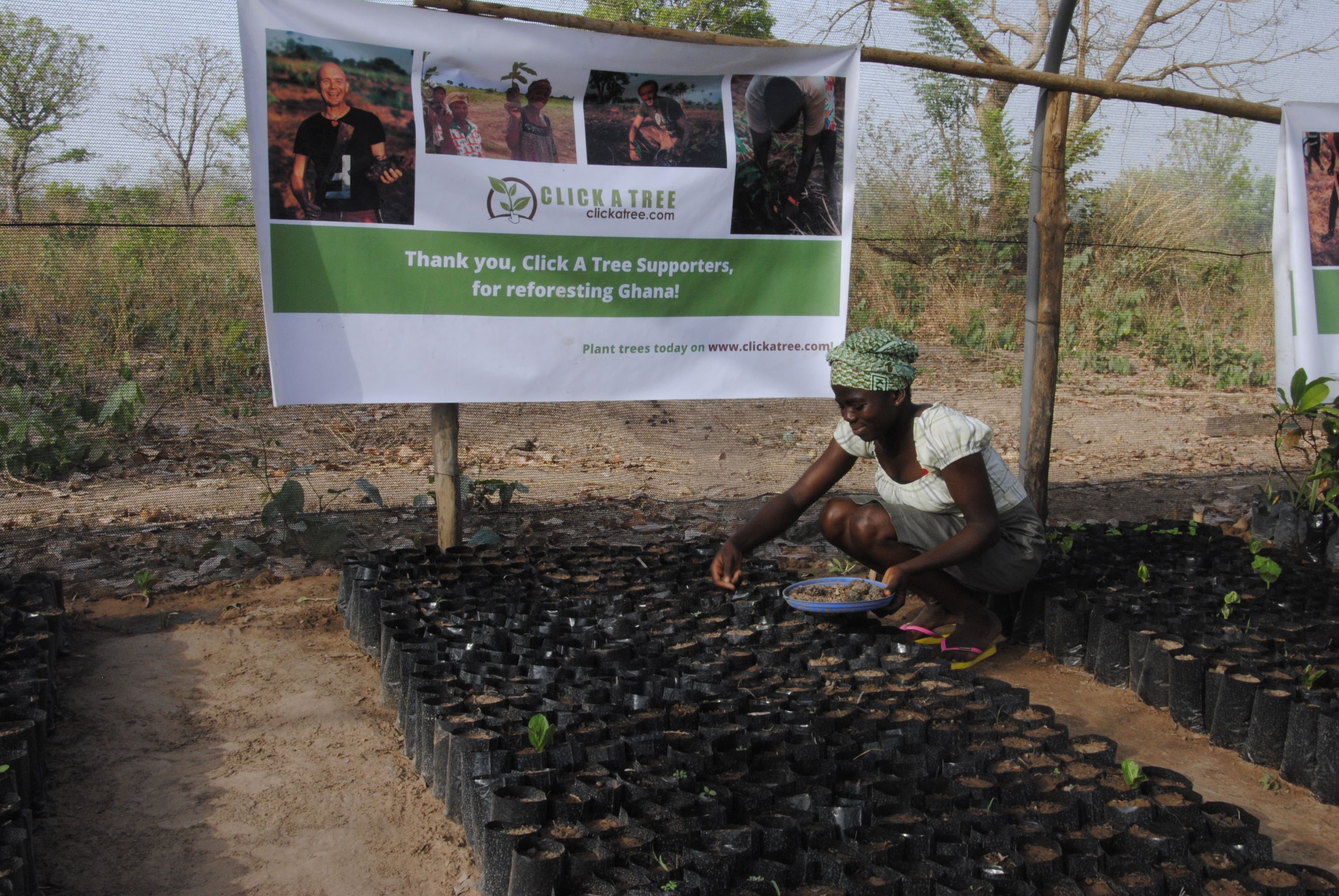 Plant a Tree with IIC for free | IIC Spanish School